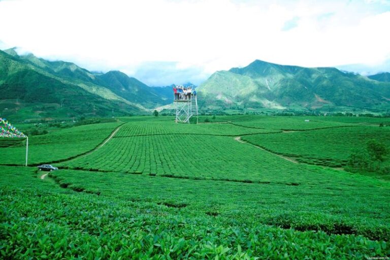 Đồi chè Thái Nguyên - Khám phá “vua chè xanh” vùng Bắc Bộ